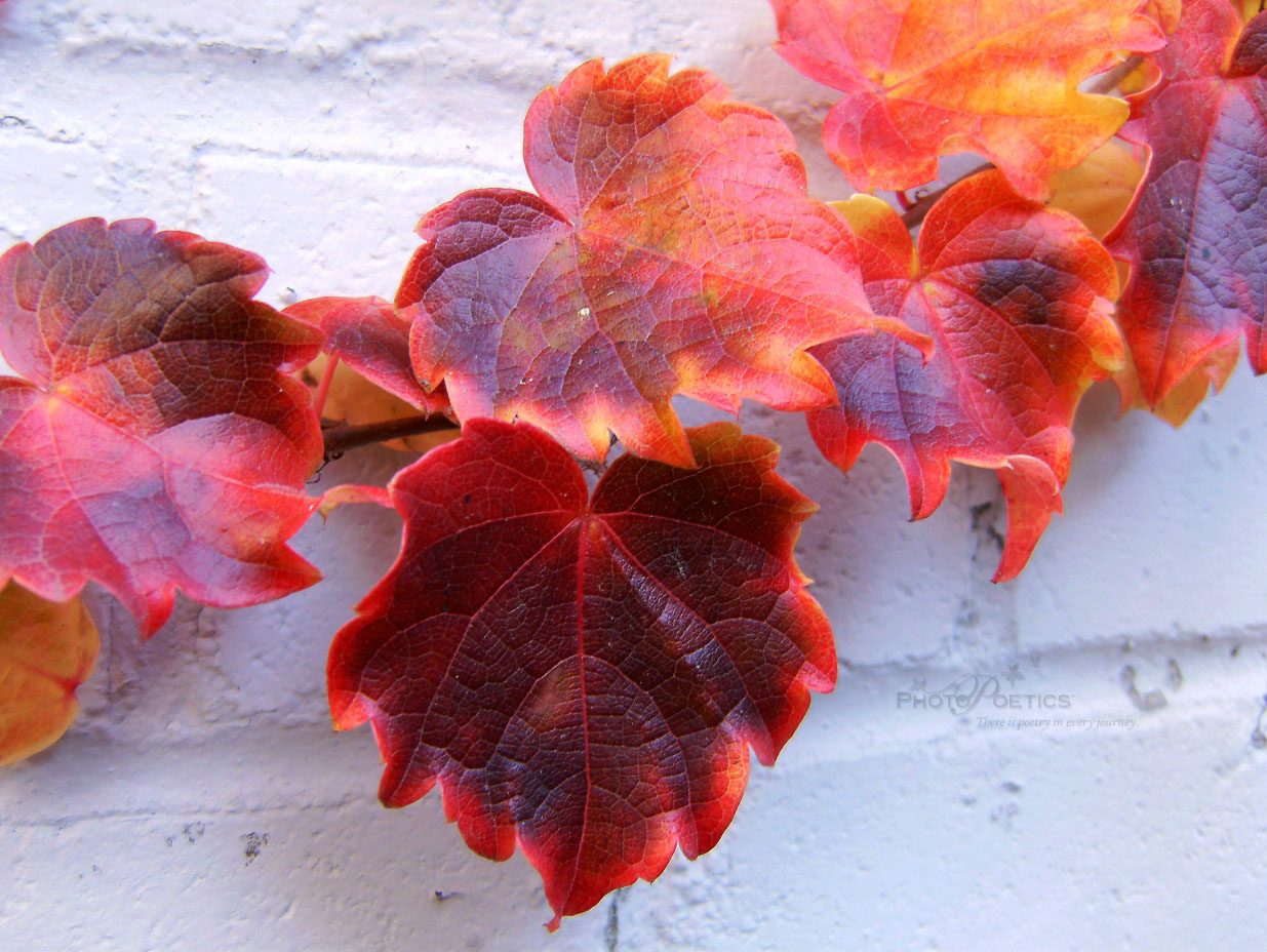 VIGNETTES | PhotoPoetics™